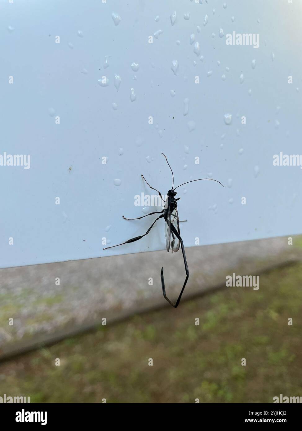 American Pelecinid Wasp (Pelecinus polyturator Stock Photo - Alamy