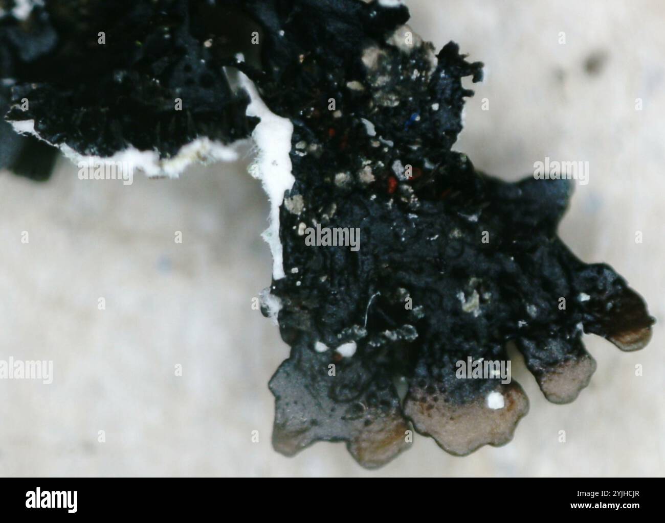 Blistered Camouflage Lichen (Xanthoparmelia loxodes Stock Photo - Alamy