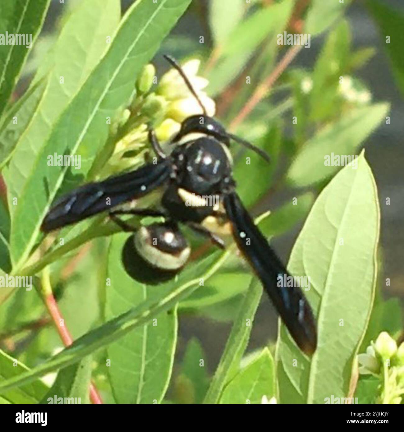 Four-toothed Mason Wasp (Monobia quadridens Stock Photo - Alamy