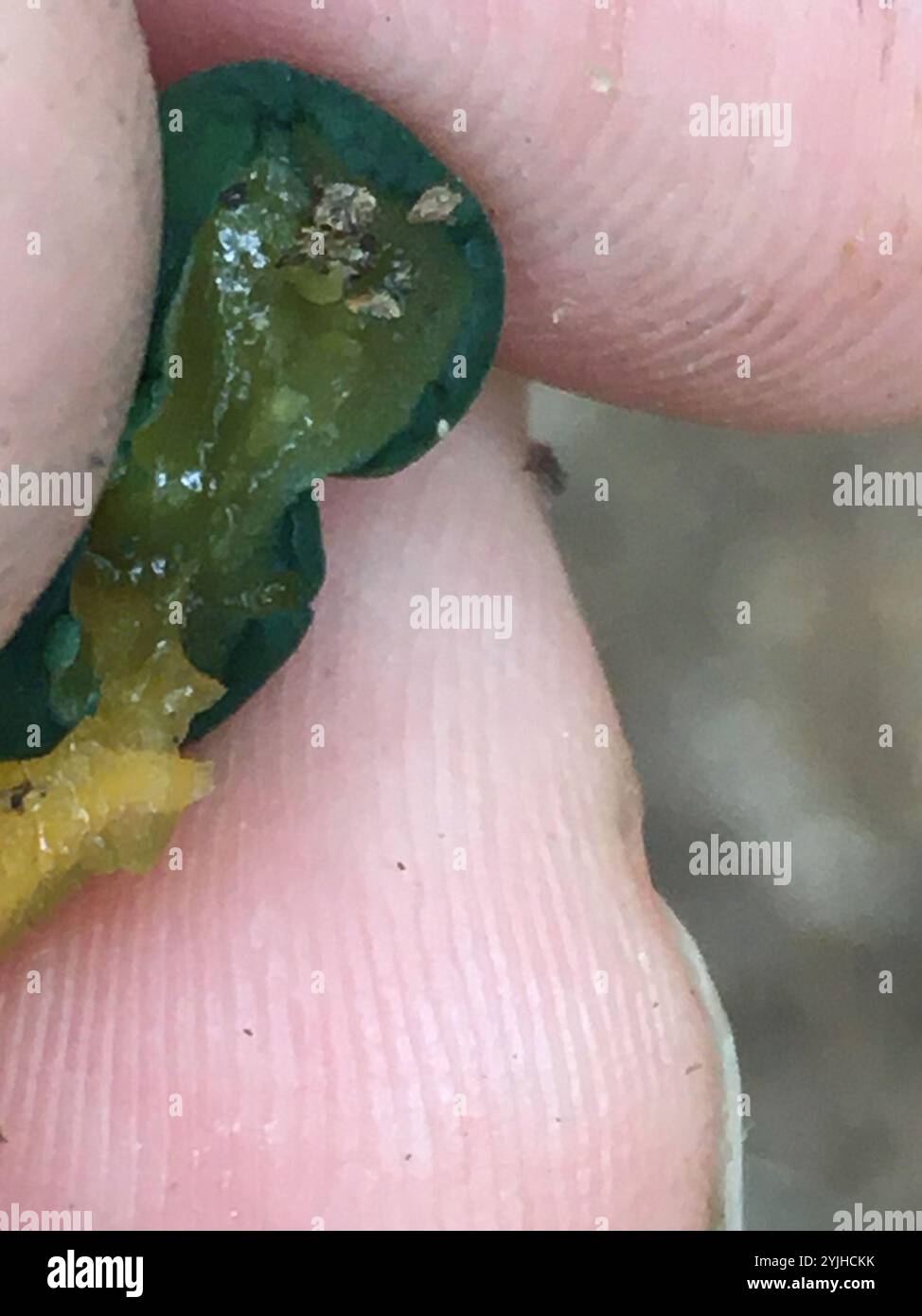 Chicken Lips (Leotia viscosa Stock Photo - Alamy