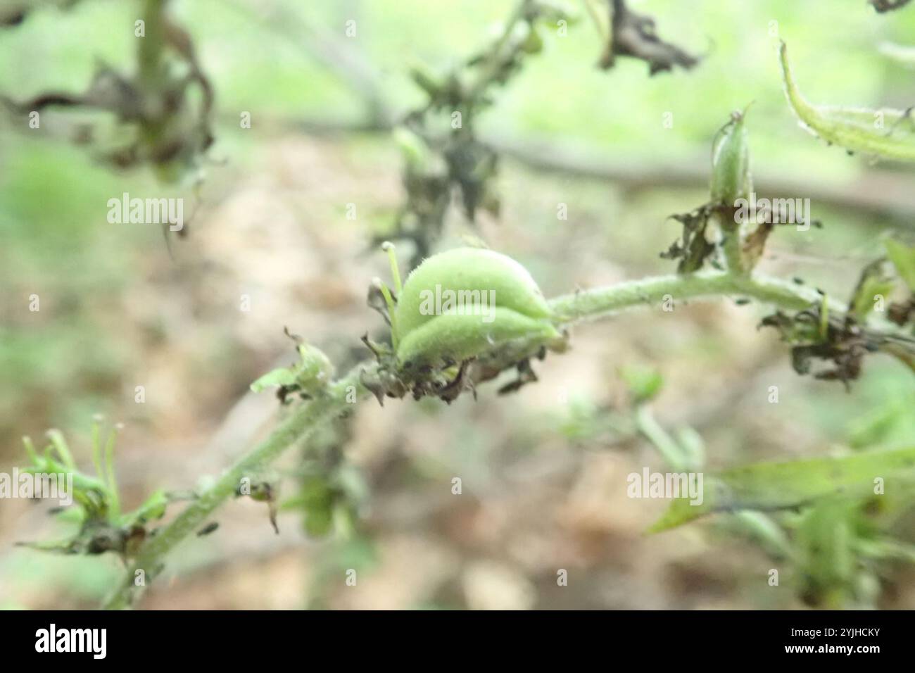 green false hellebore (Veratrum viride Stock Photo - Alamy