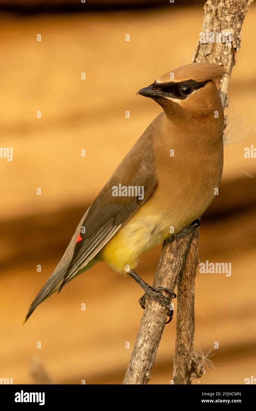 Cedar Waxwing (Bombycilla cedrorum Stock Photo - Alamy