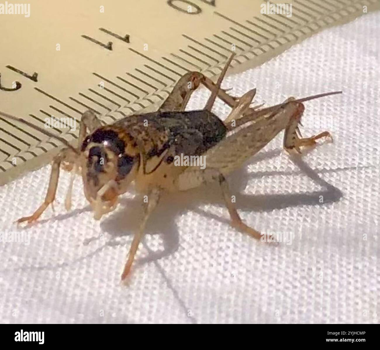 Japanese Burrowing Cricket (Velarifictorus micado Stock Photo - Alamy