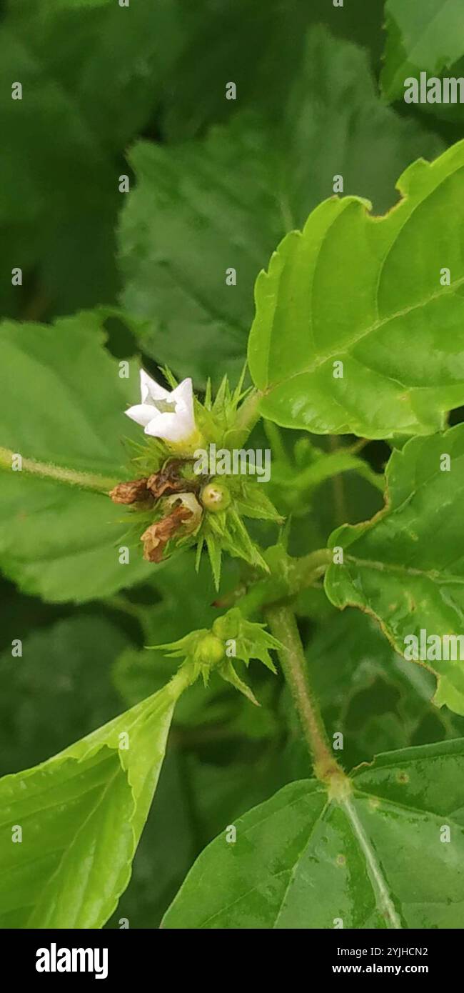 chocolateweed (Melochia corchorifolia Stock Photo - Alamy