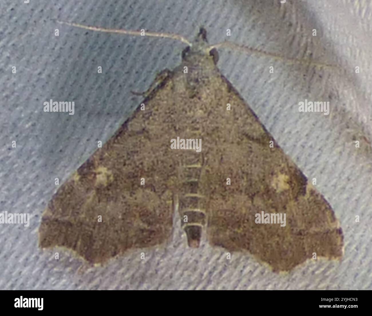 Pygmy Redectis Moth (Redectis pygmaea Stock Photo - Alamy