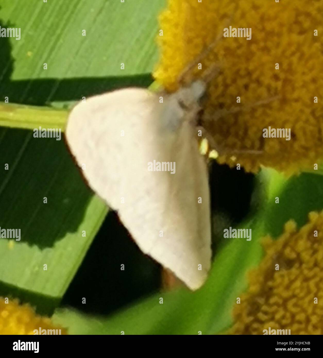 Pale Straw Pearl (Udea lutealis Stock Photo - Alamy