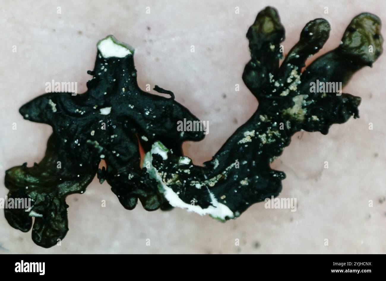 Stygian Black-parmelia (Melanelia stygia Stock Photo - Alamy