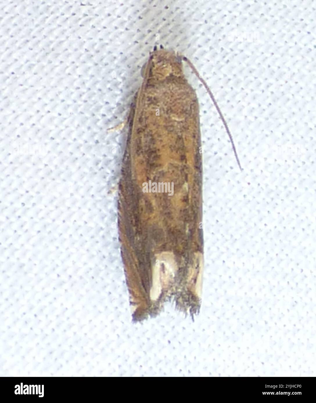 Epiblema hi-res stock photography and images - Alamy