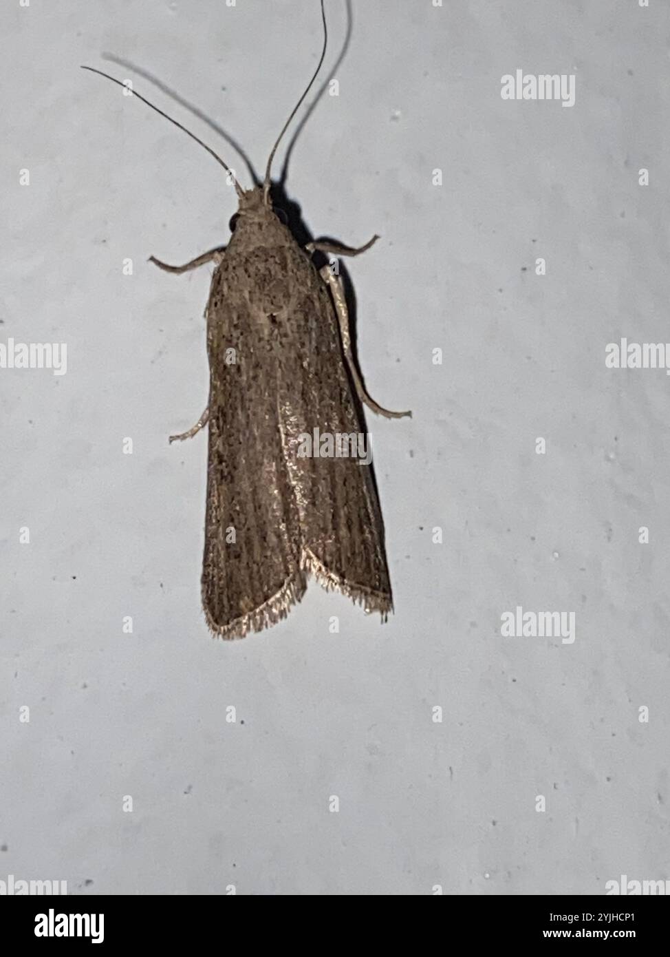 Twin-spot Honey (Lamoria zelleri Stock Photo - Alamy