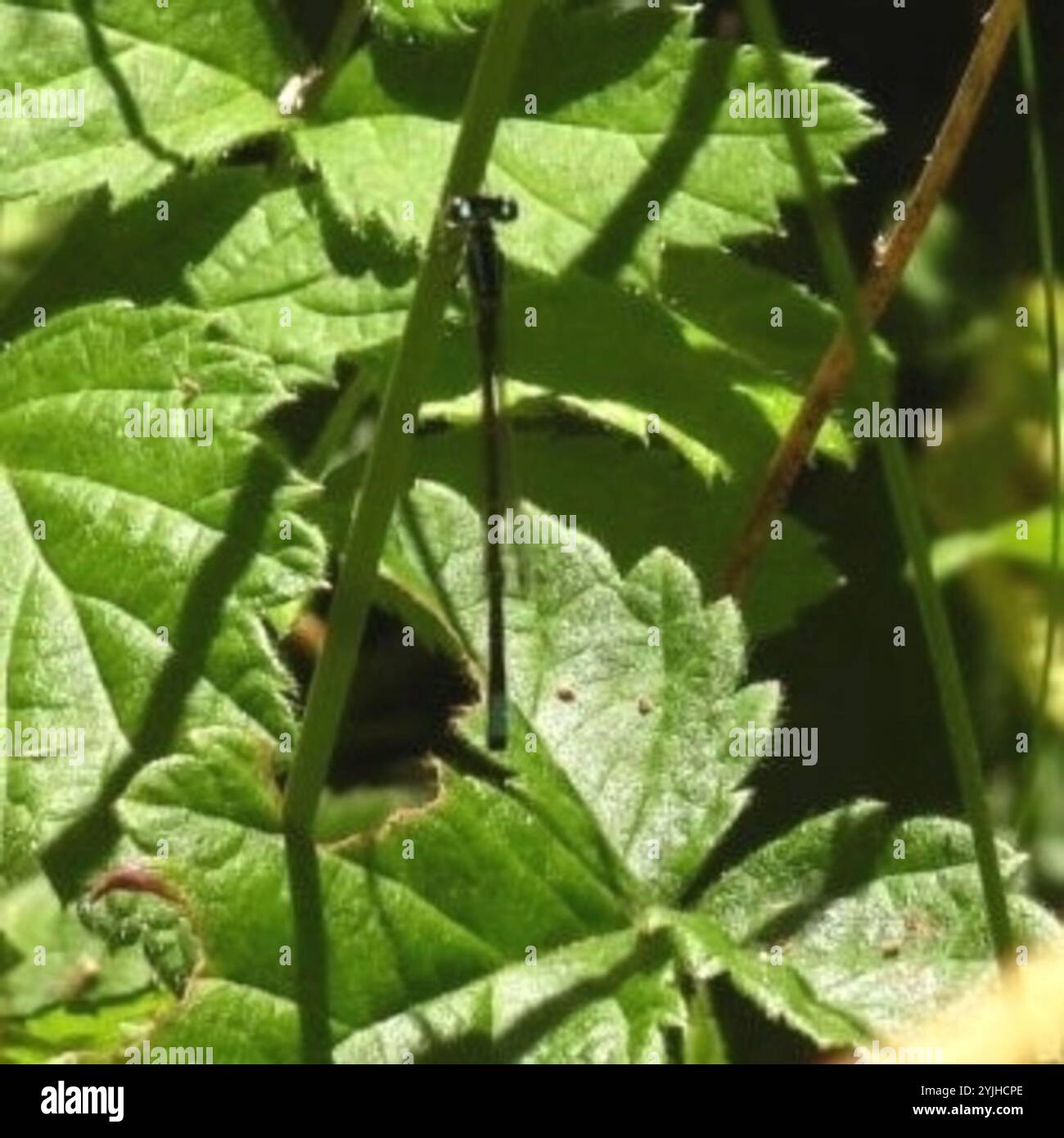 Western Forktail (Ischnura perparva Stock Photo - Alamy