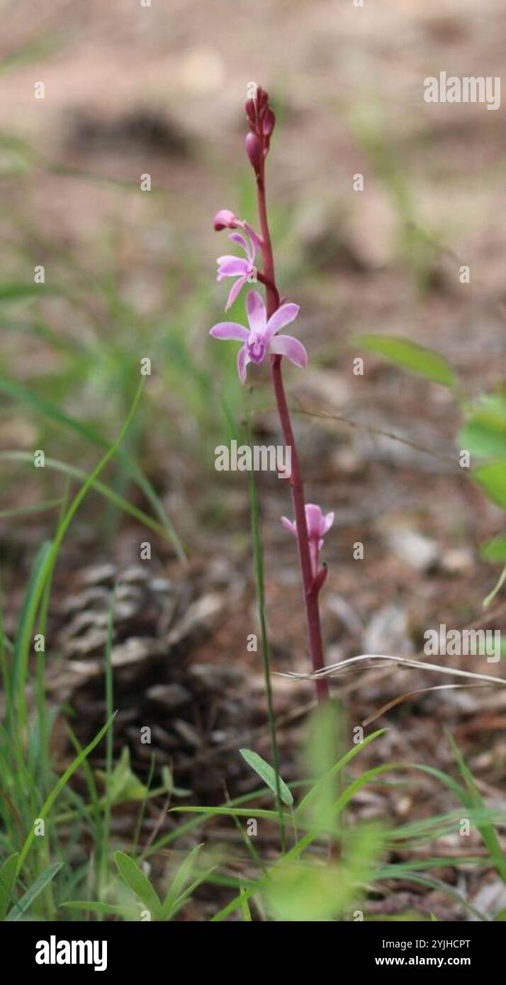 Largeflower Crested Coralroot (Bletia mexicana Stock Photo - Alamy