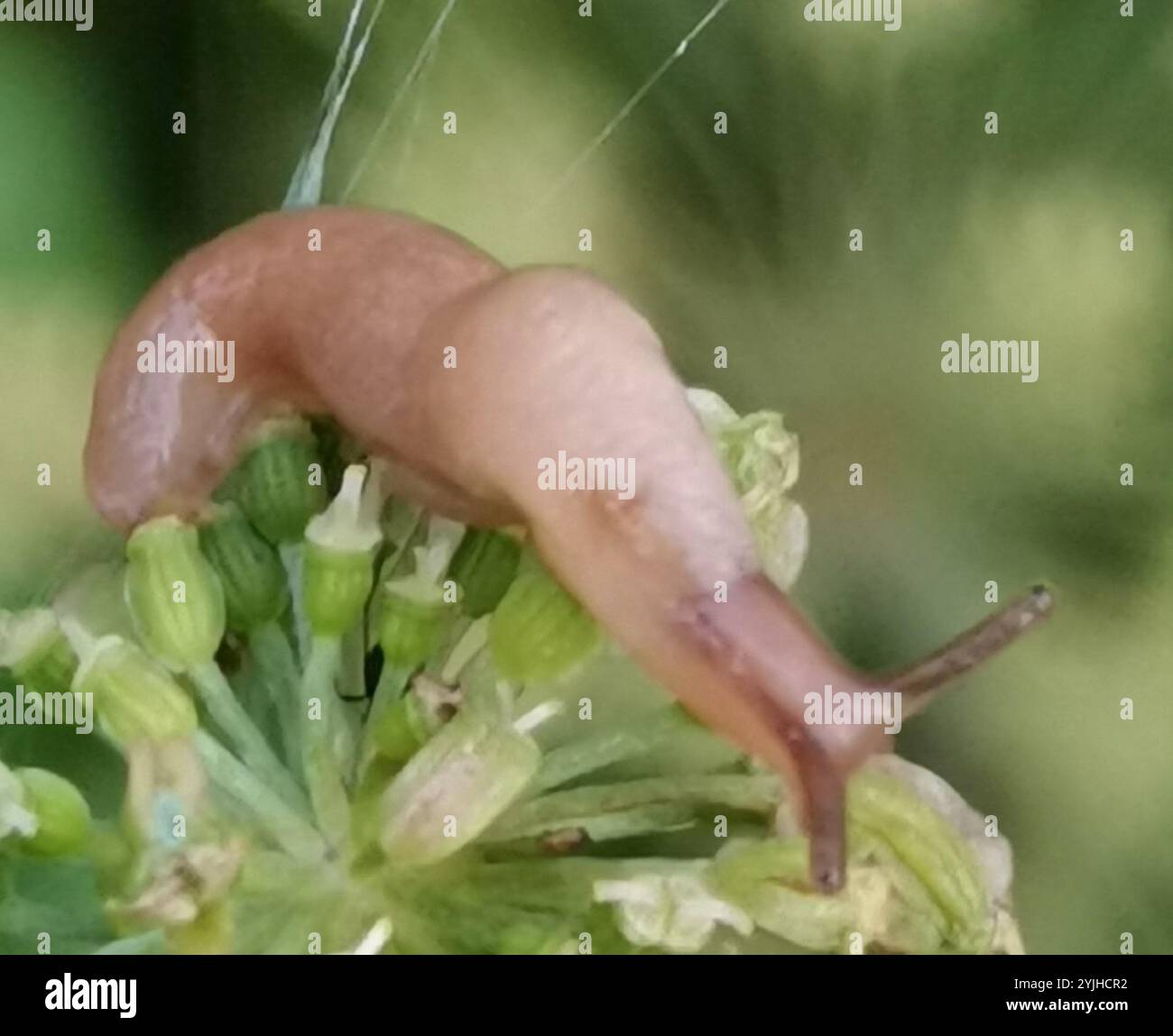 Milky Slug (Deroceras reticulatum Stock Photo - Alamy