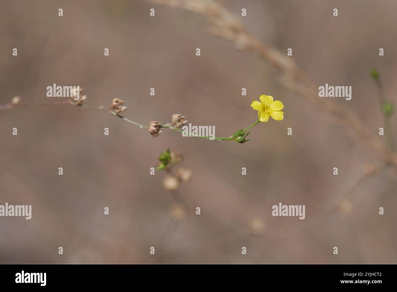 Linum trigynum hi-res stock photography and images - Alamy