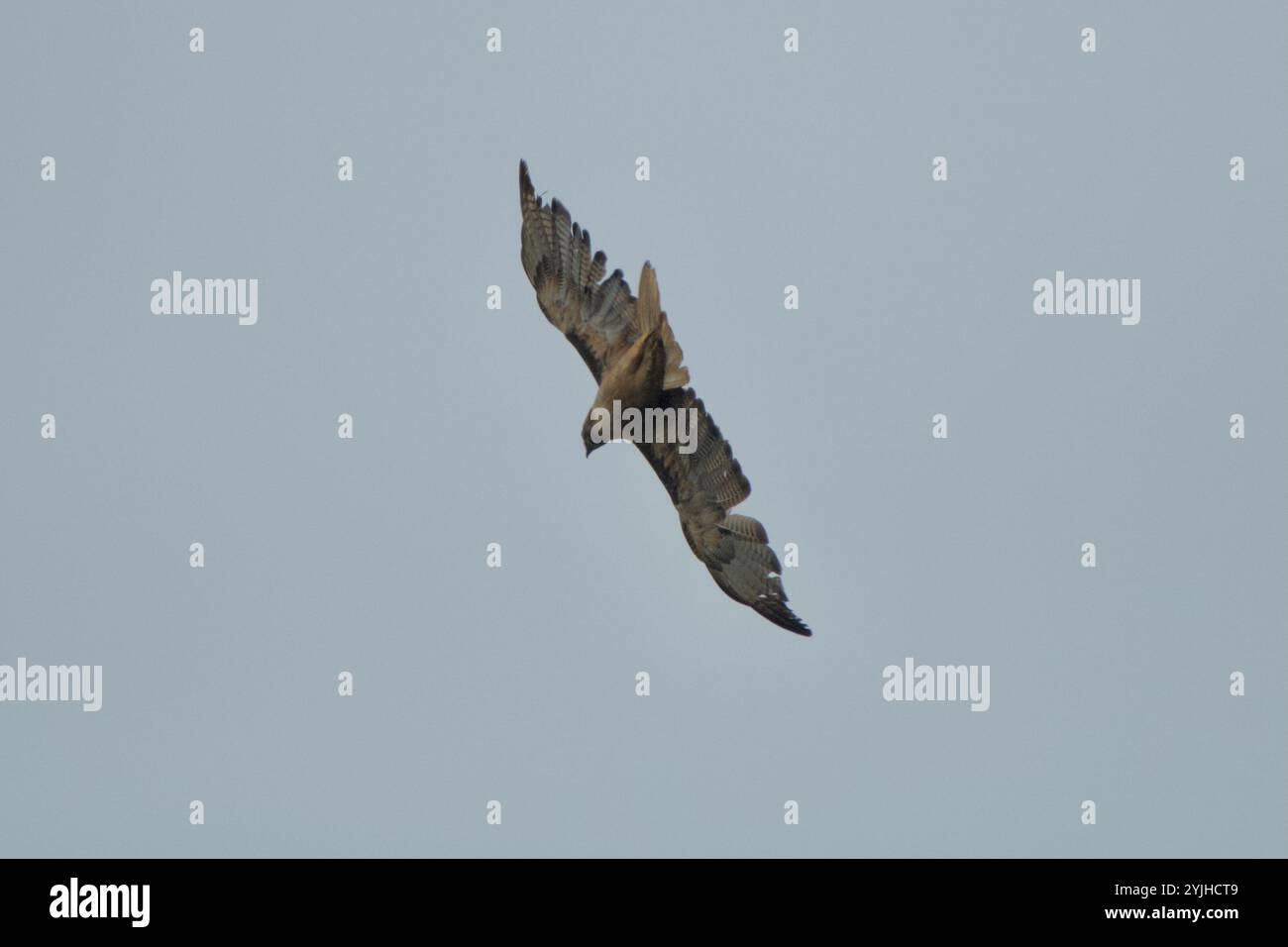 Western Red-tailed Hawk (Buteo jamaicensis calurus Stock Photo - Alamy