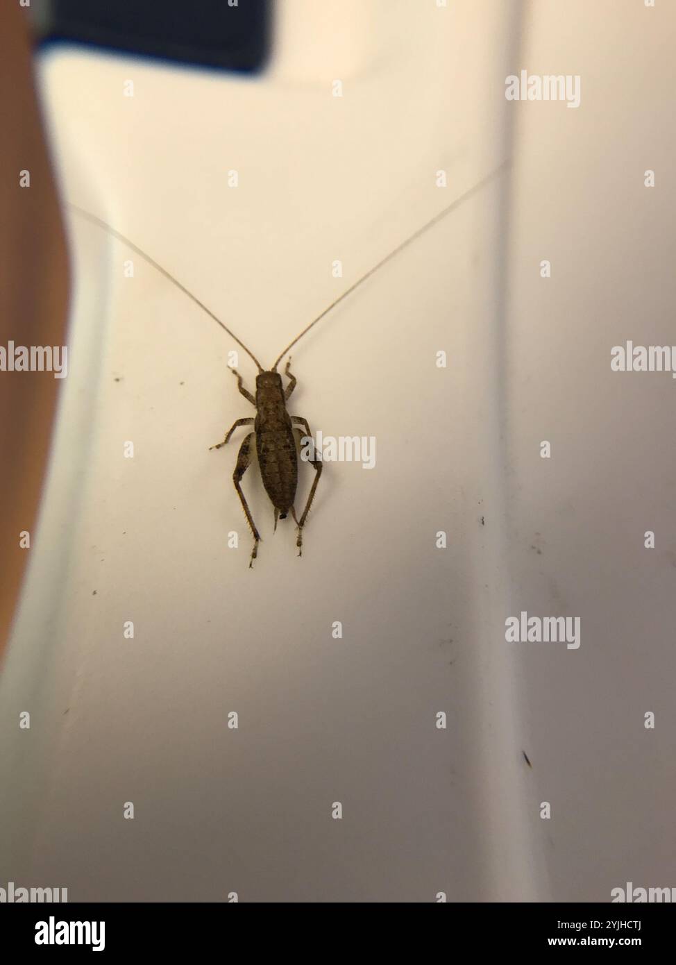 Hapithus hi-res stock photography and images - Alamy