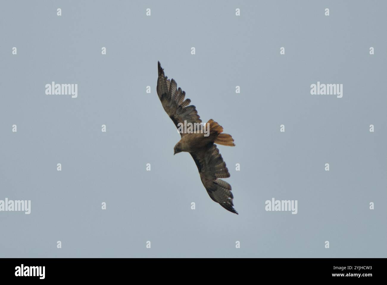 Western Red-tailed Hawk (Buteo jamaicensis calurus Stock Photo - Alamy