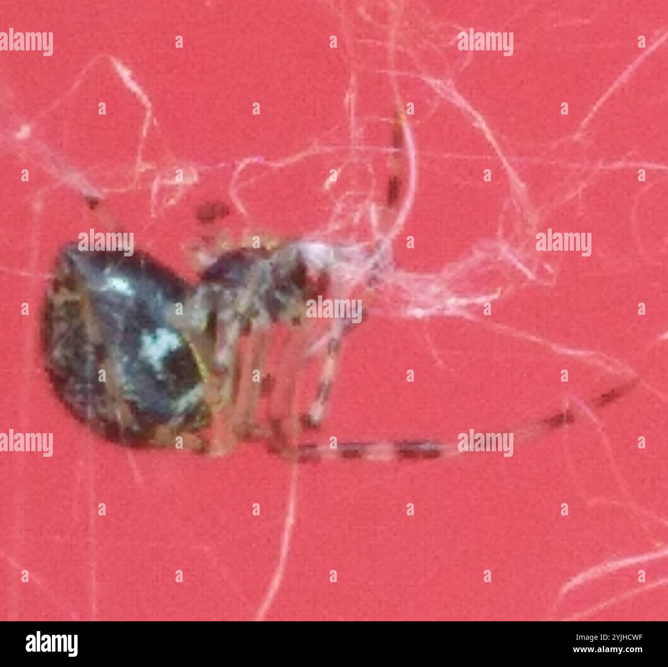 Comb-footed Spiders (Theridiidae Stock Photo - Alamy