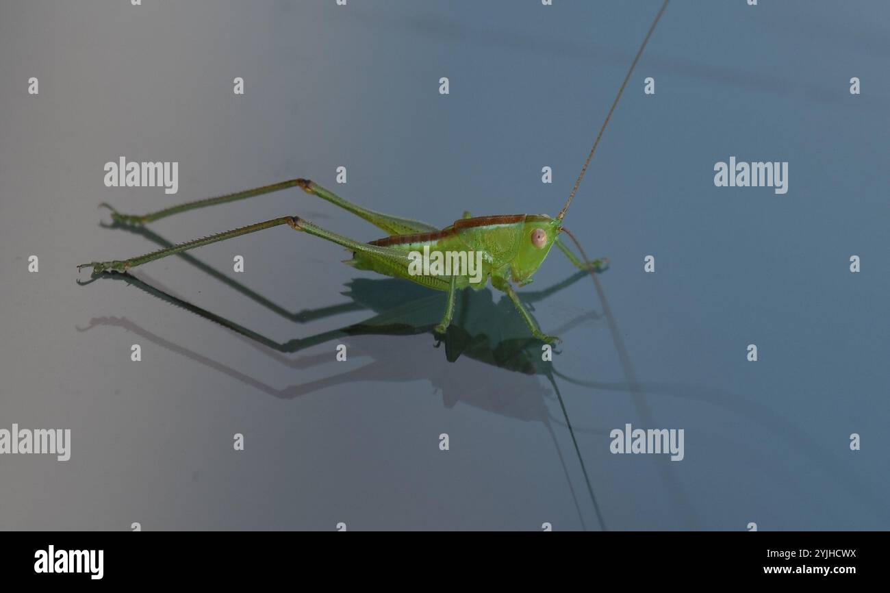 Common Meadow Katydids (Conocephalini Stock Photo - Alamy