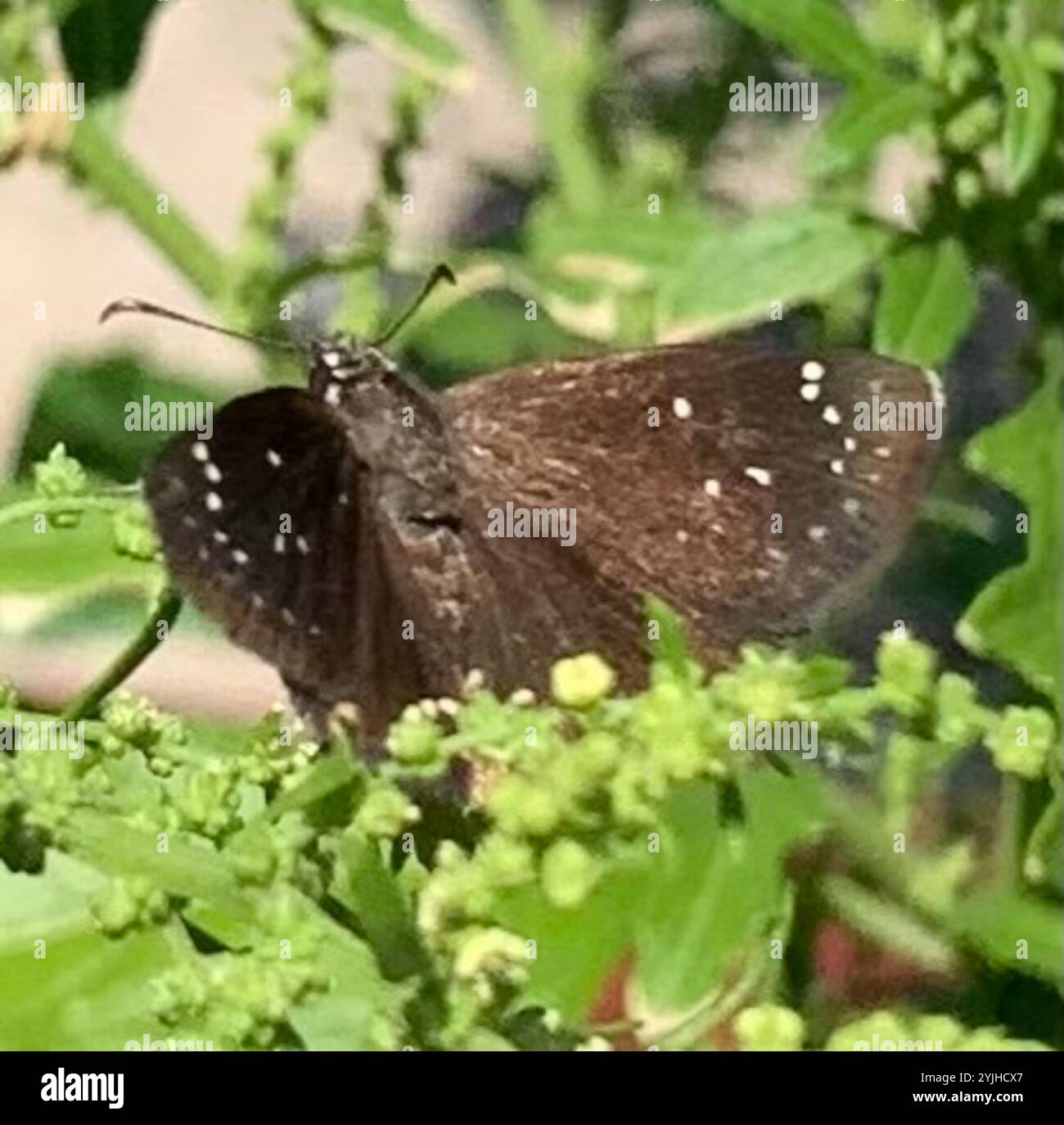 Common Sootywing (Pholisora catullus Stock Photo - Alamy