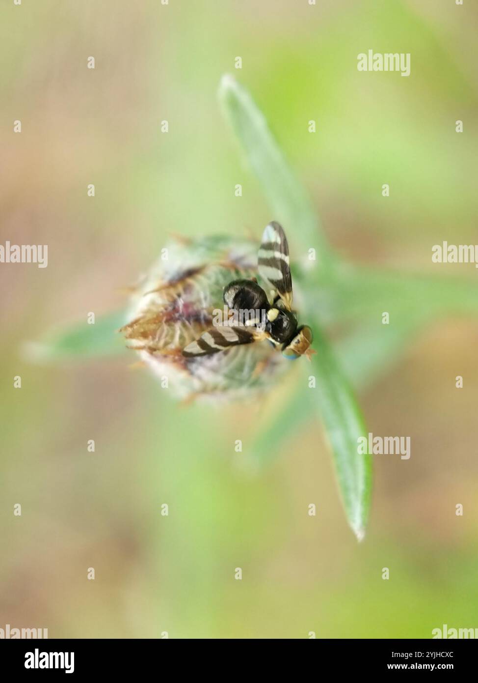 Four-barred Knapweed Gall Fly (Urophora quadrifasciata Stock Photo - Alamy