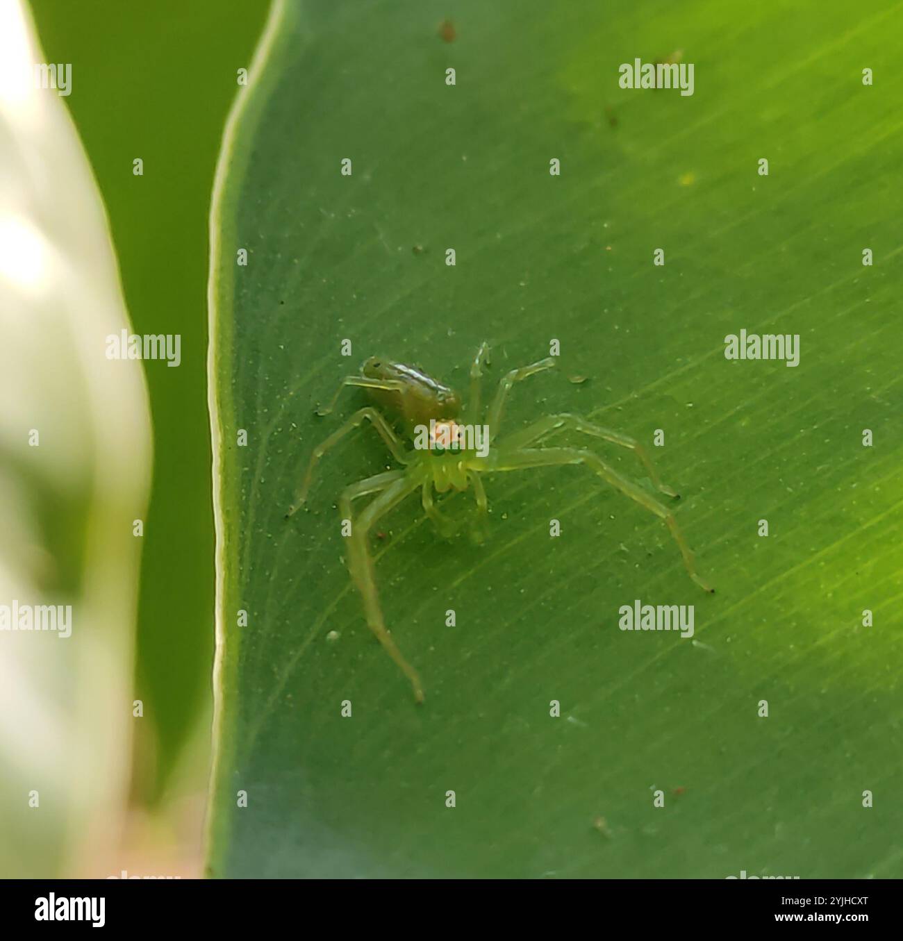 Translucent Green Jumping Spiders (Lyssomanes Stock Photo - Alamy