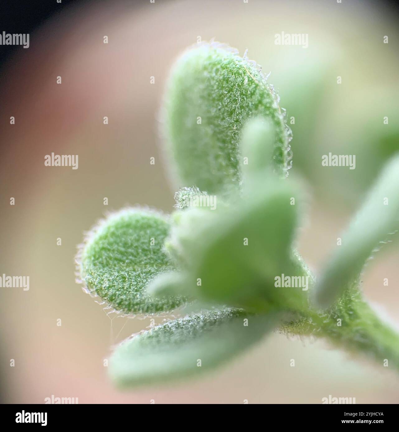 Dixie aster (Sericocarpus tortifolius Stock Photo - Alamy