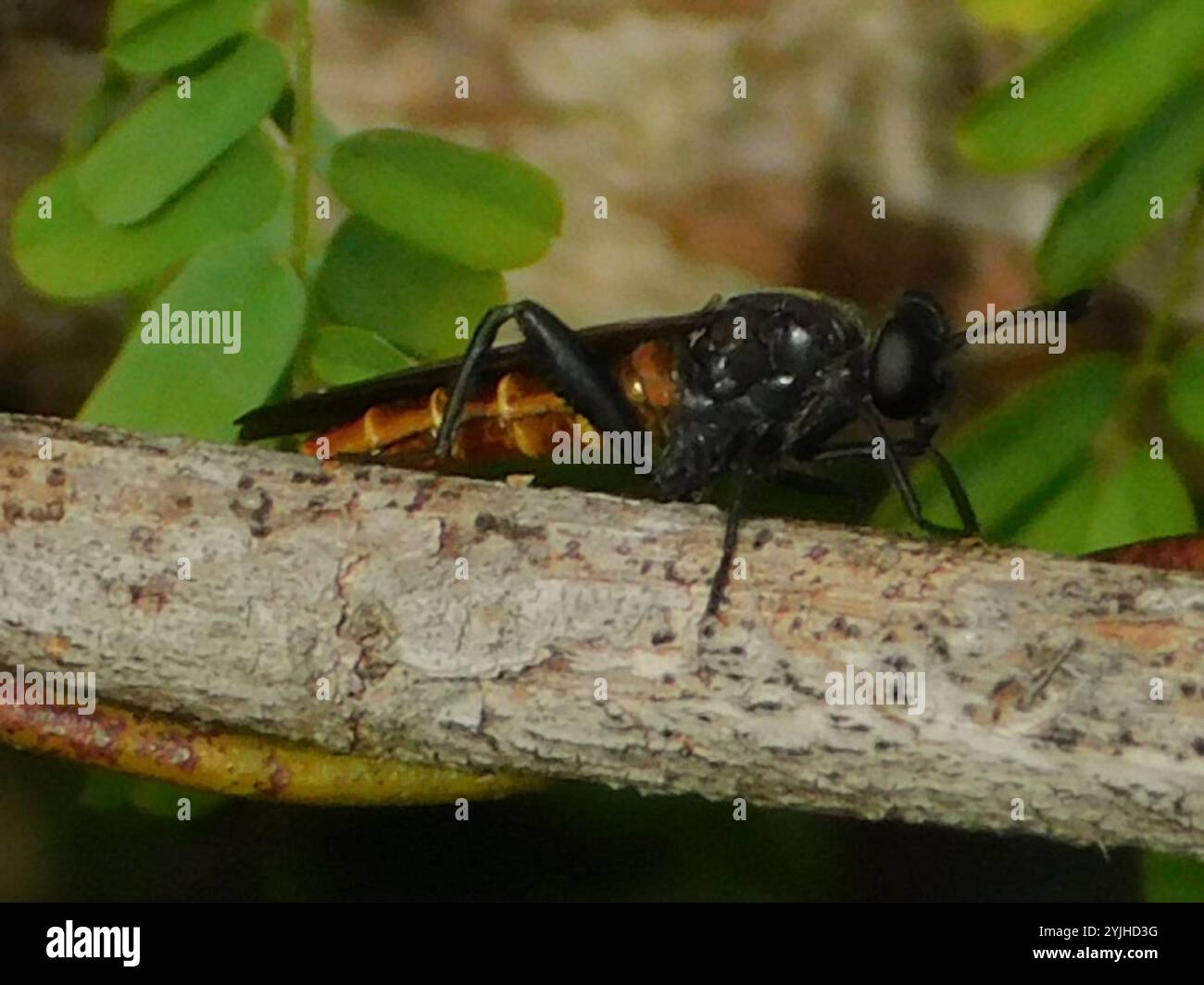 Mydas maculiventris hi-res stock photography and images - Alamy