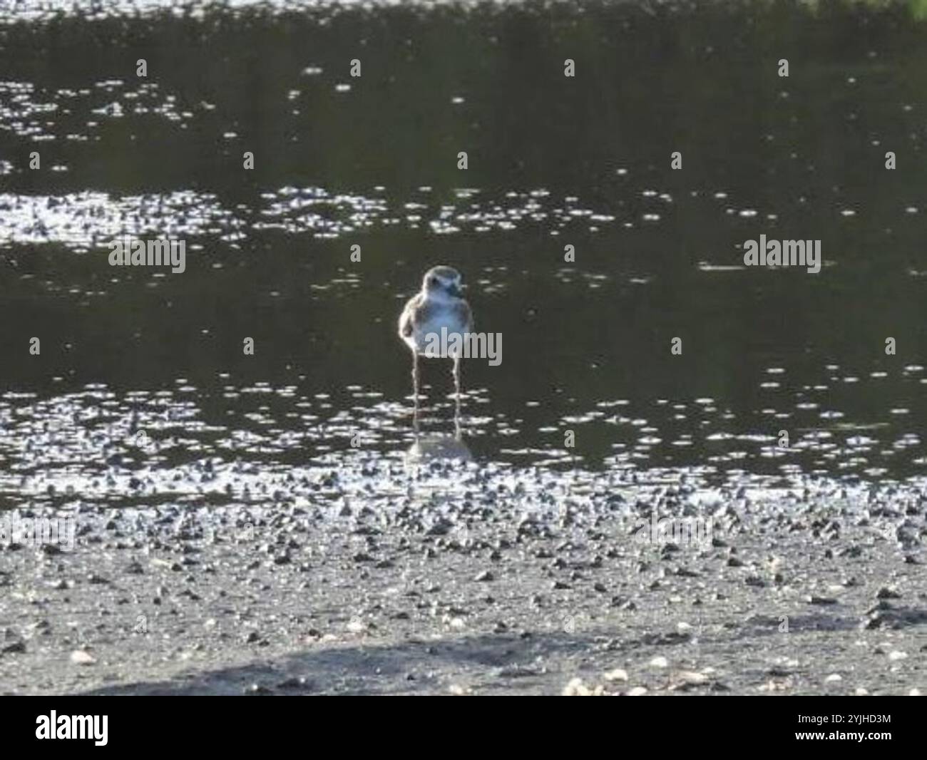 Wilson's Plover (Anarhynchus wilsonia Stock Photo - Alamy