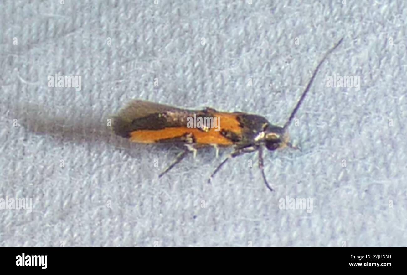 Kermes Scale Moth (Euclemensia bassettella Stock Photo - Alamy