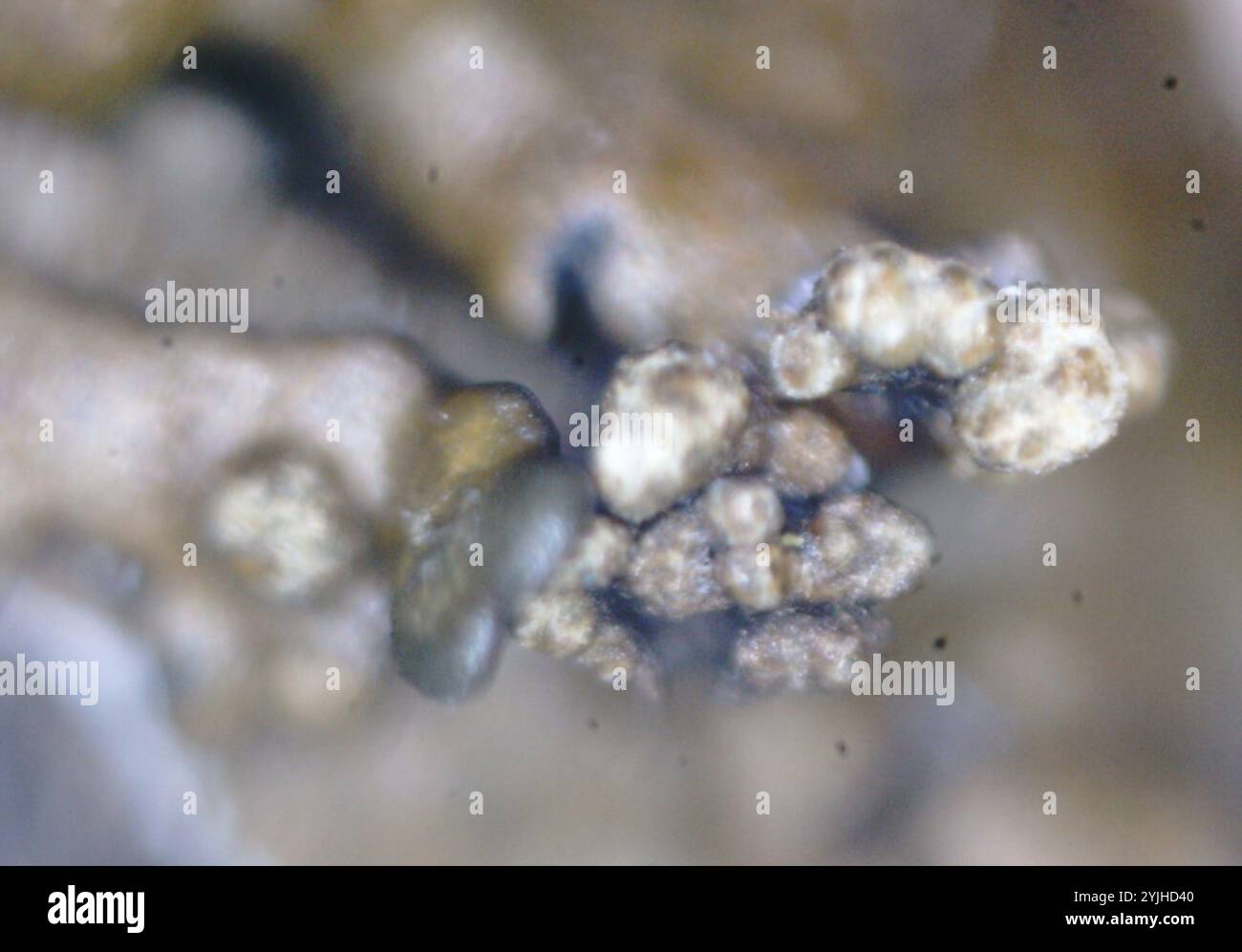 Blistered Camouflage Lichen (Xanthoparmelia loxodes Stock Photo - Alamy