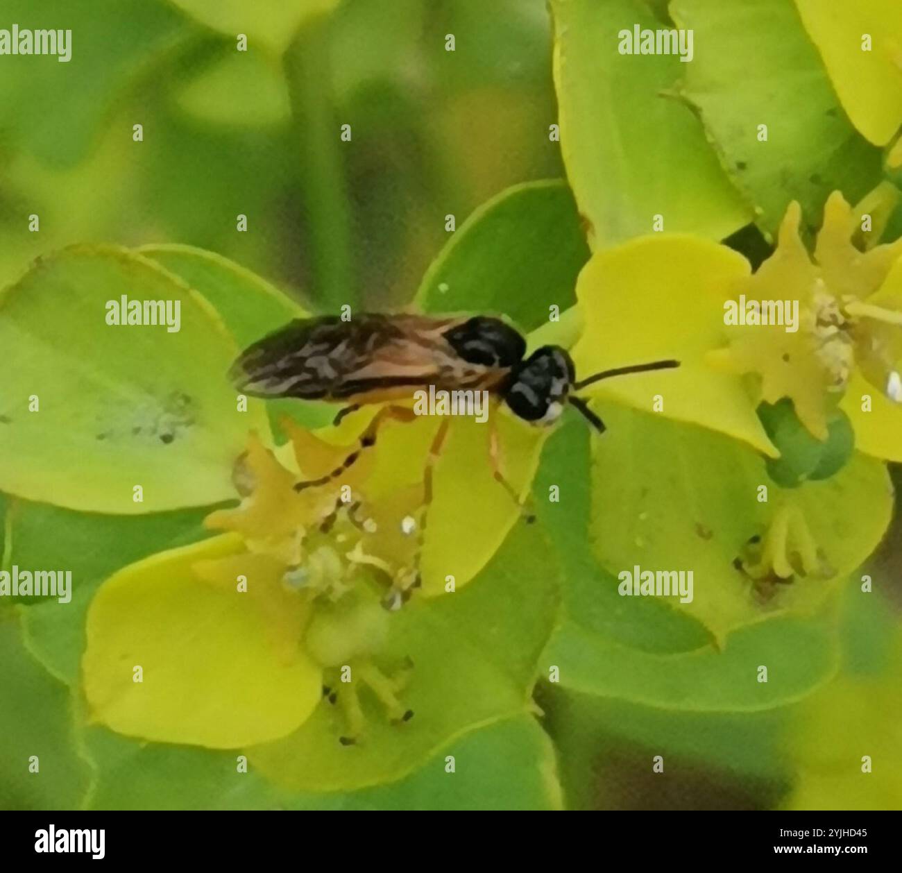 Tigress Sawflies (Athalia Stock Photo - Alamy