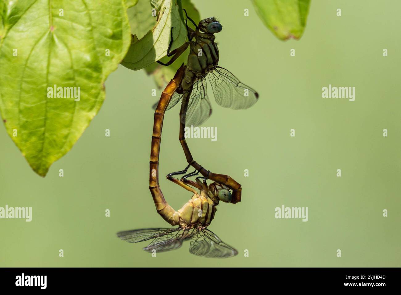 Stylurus plagiatus hi-res stock photography and images - Alamy