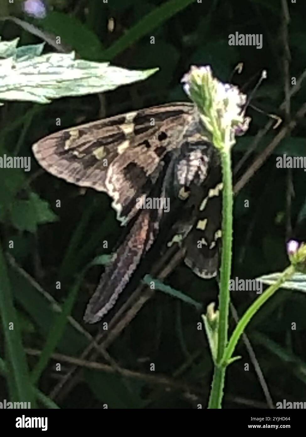 Long-tailed Skipper (Urbanus proteus Stock Photo - Alamy
