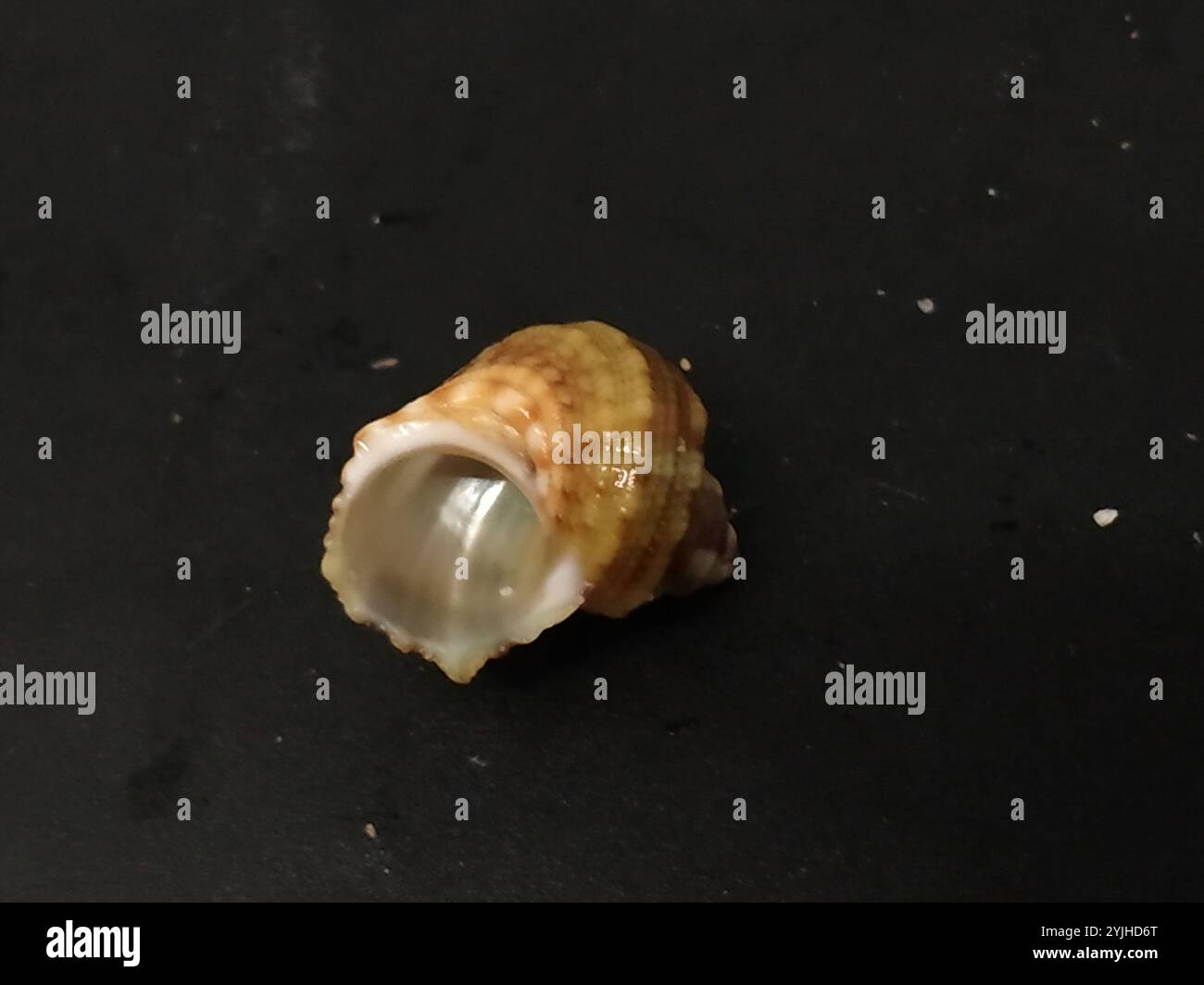 Silver mouth turban hi-res stock photography and images - Alamy