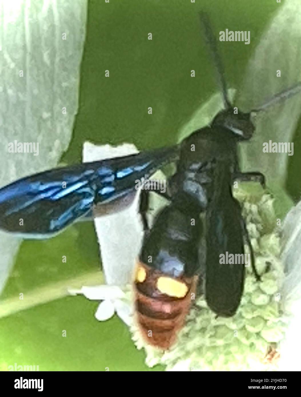 Blue-winged Scoliid Wasp (Scolia dubia Stock Photo - Alamy