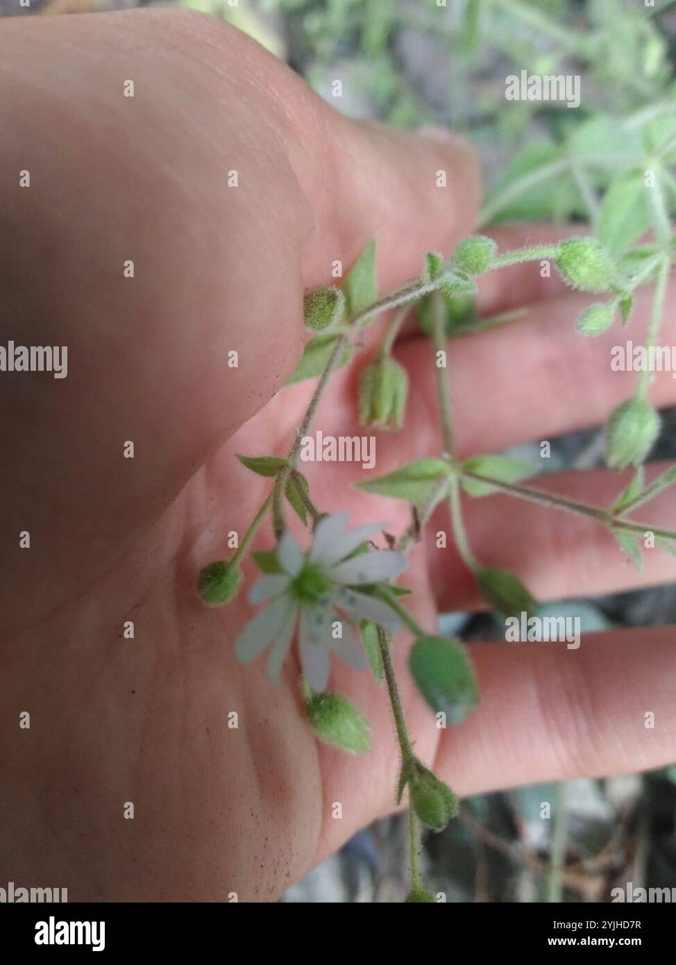 Water Chickweed (Stellaria aquatica Stock Photo - Alamy