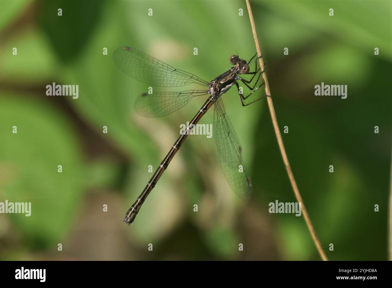 Spotted Spreadwing (Lestes congener Stock Photo - Alamy