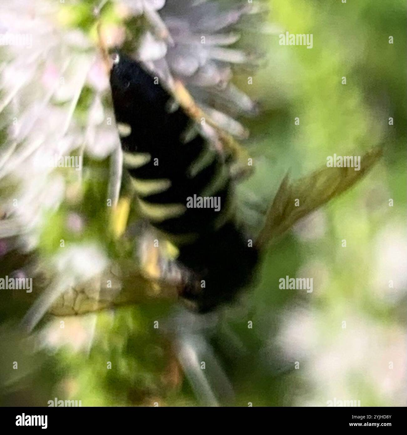 Four-banded Stink Bug Wasp (Bicyrtes quadrifasciatus Stock Photo - Alamy