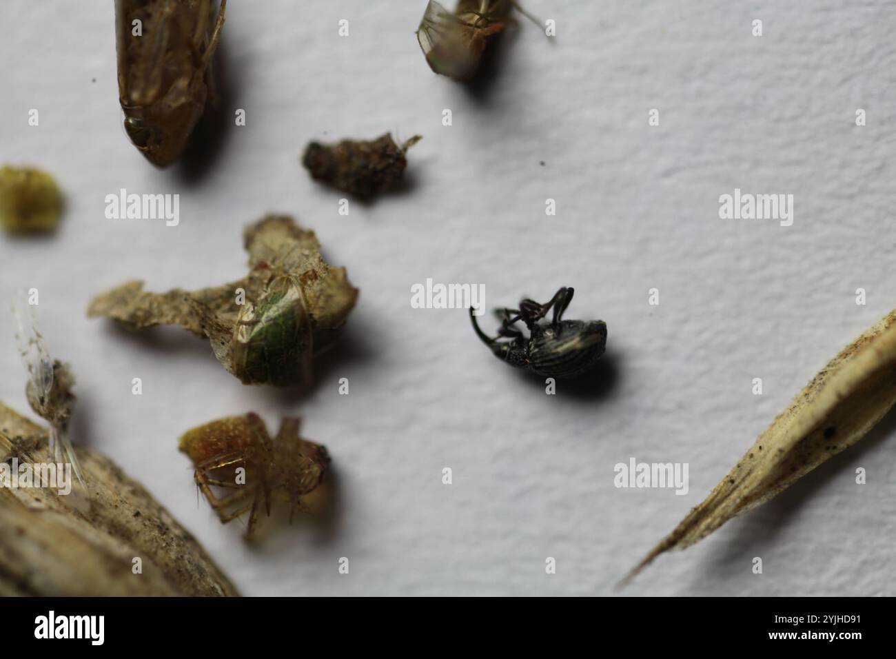 Pear shaped weevils hi-res stock photography and images - Alamy