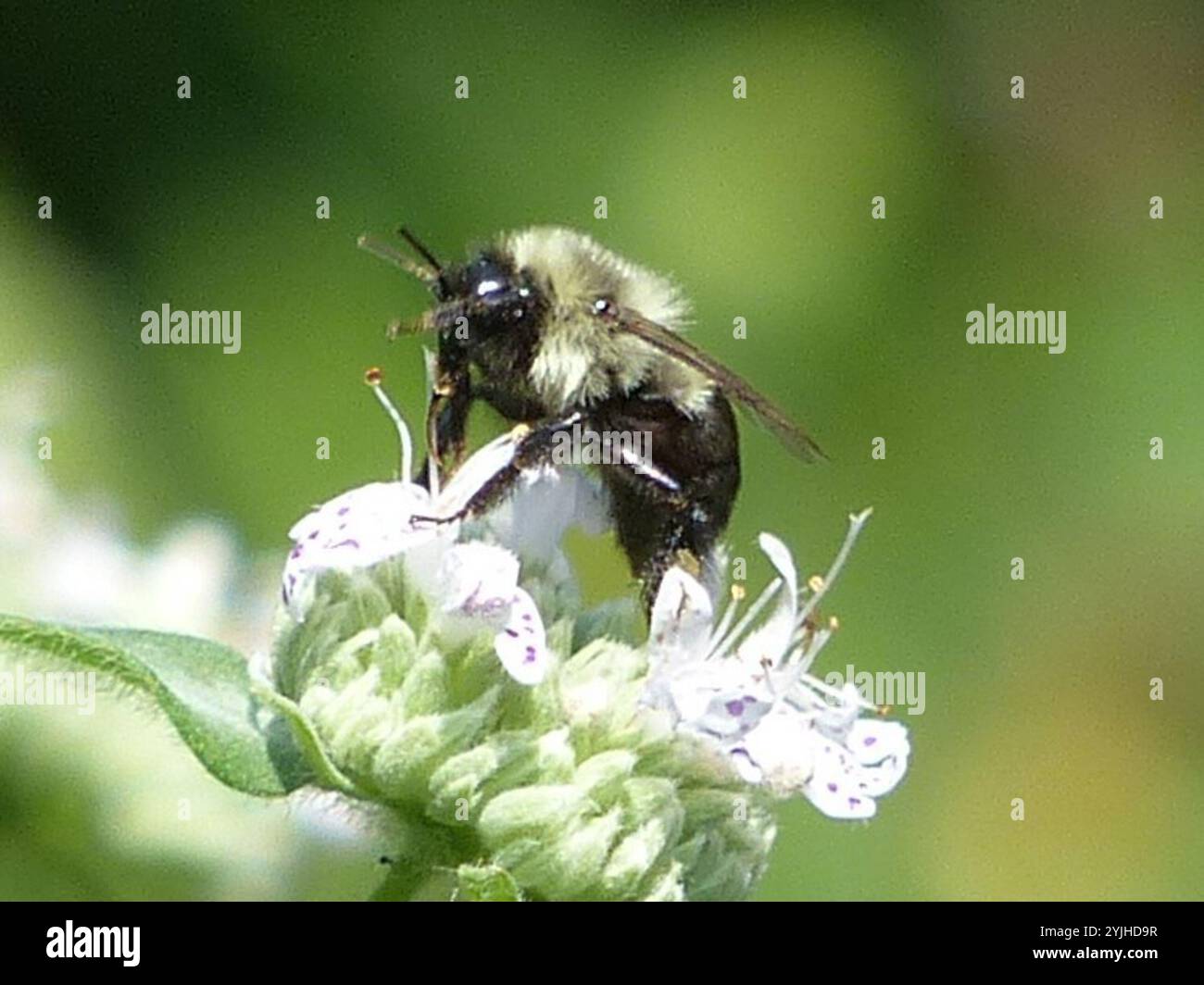 Common Eastern Bumble Bee (Bombus impatiens Stock Photo - Alamy