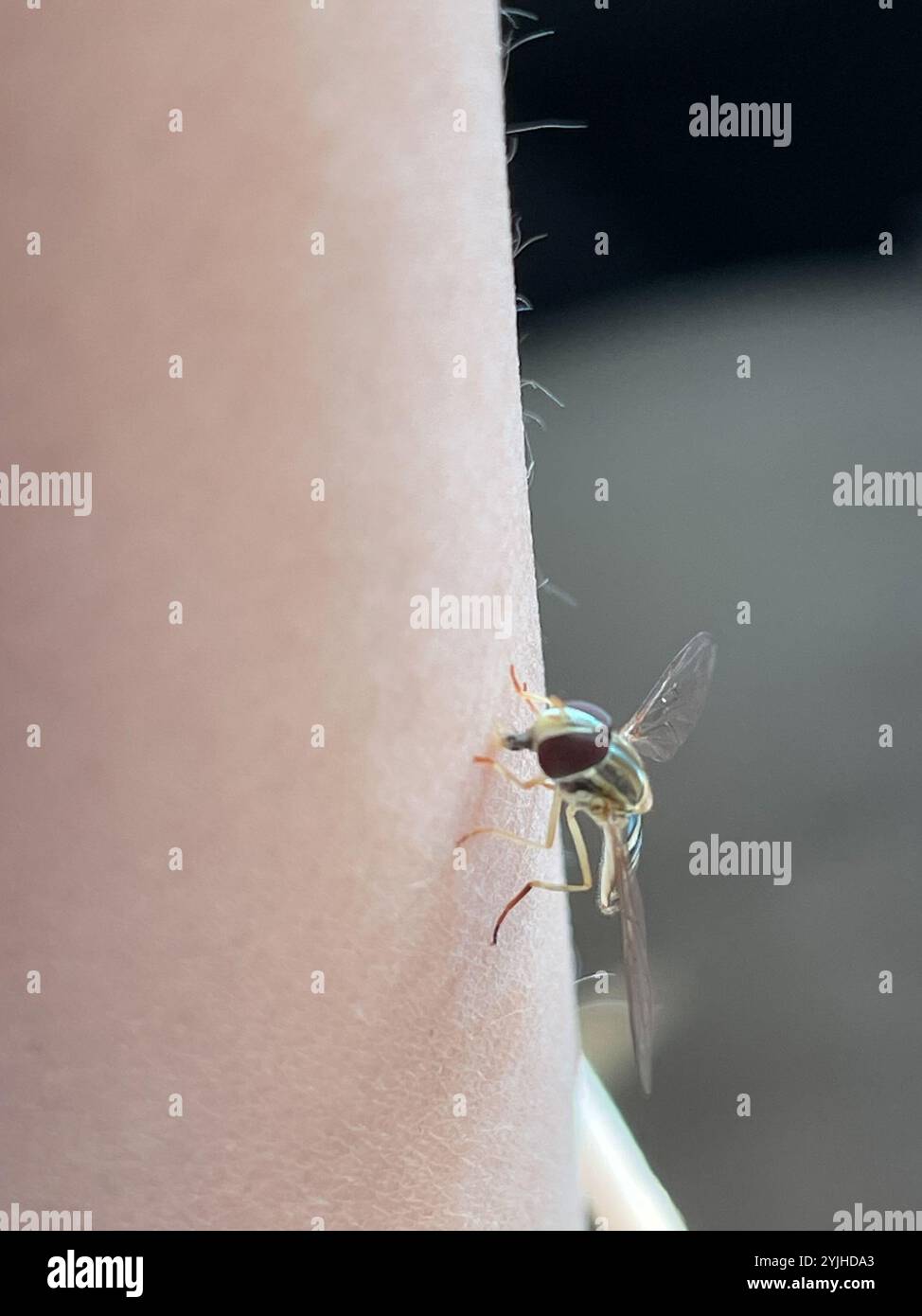 Maize calligrapher hi-res stock photography and images - Alamy