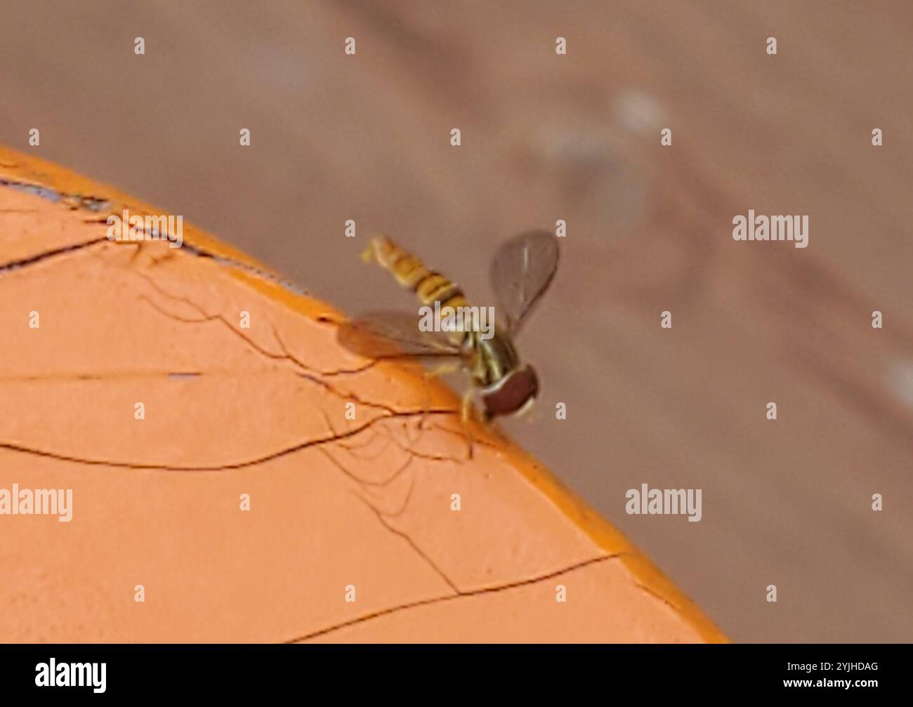 Maize Calligrapher (Toxomerus politus Stock Photo - Alamy