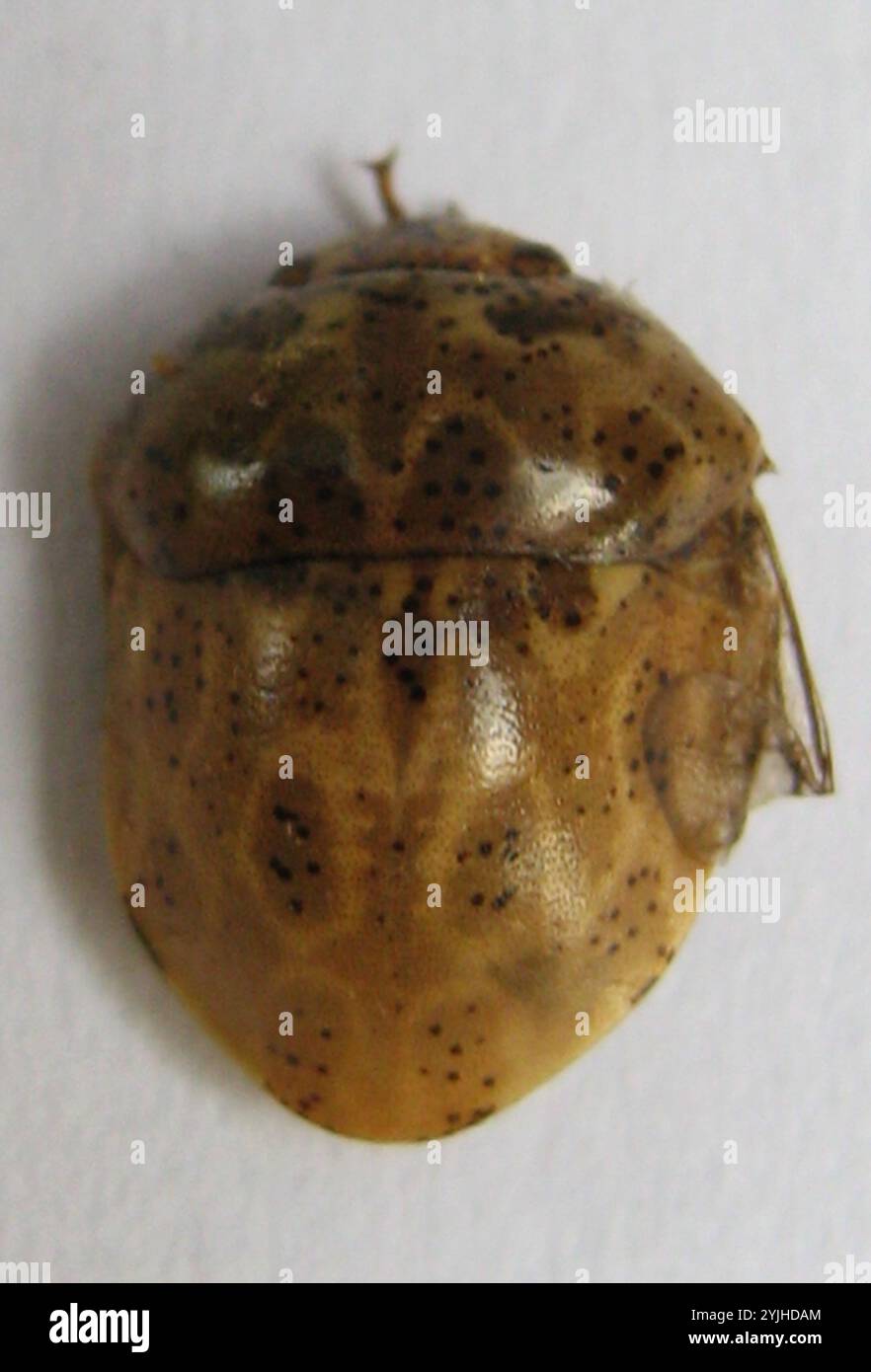 Sphaerocoris hi-res stock photography and images - Alamy