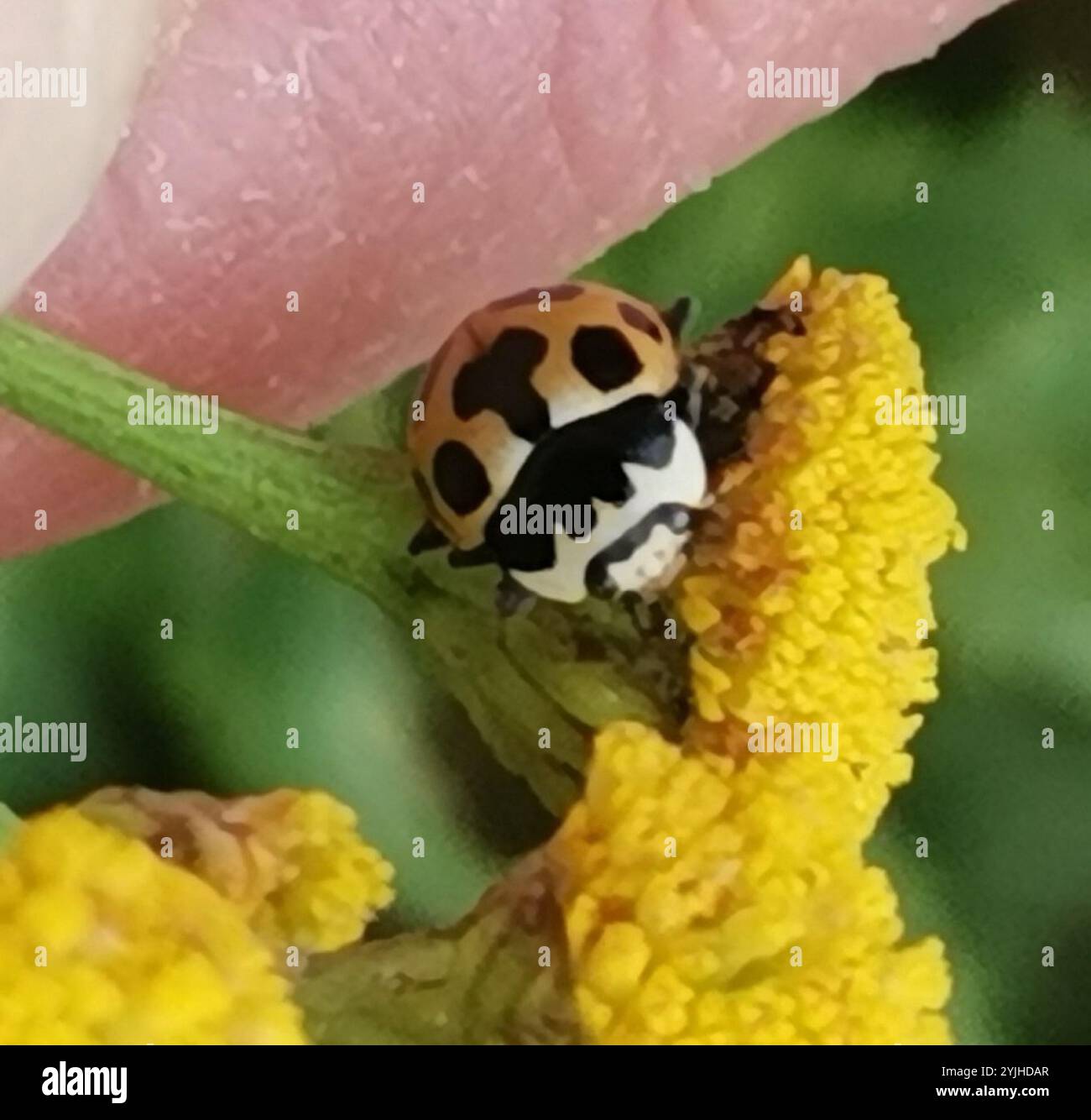Notated Lady Beetle (Ceratomegilla notata Stock Photo - Alamy