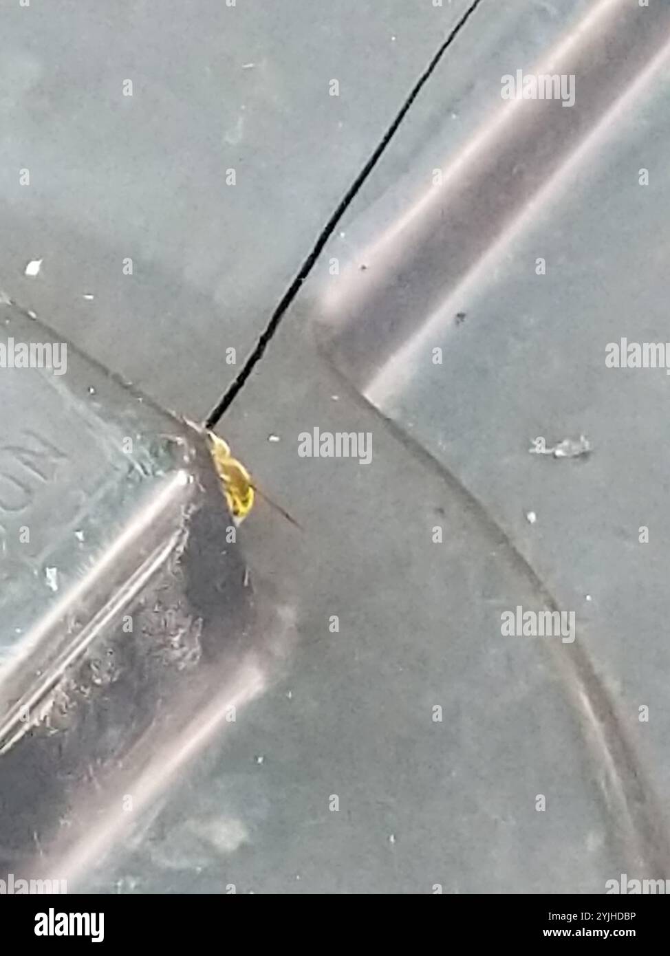 Copperback Flies (Ferdinandea Stock Photo - Alamy