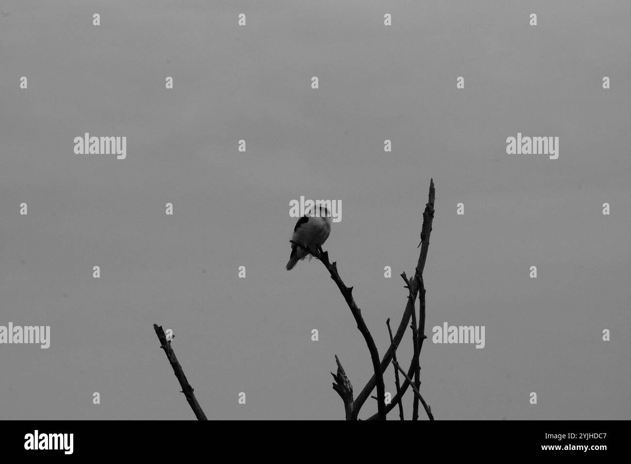 White-tailed Kite (Elanus leucurus Stock Photo - Alamy