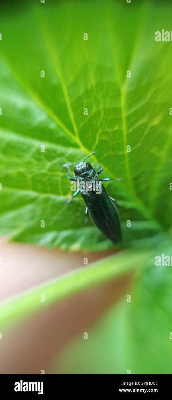Flatheaded Wood Borer (Agrilus viridis Stock Photo - Alamy