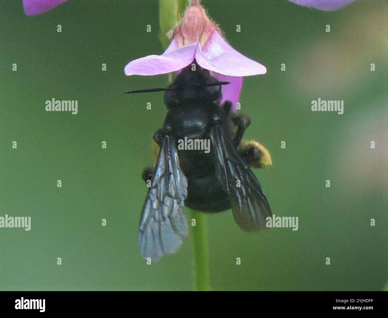 Melissodes bimaculatus hi-res stock photography and images - Alamy