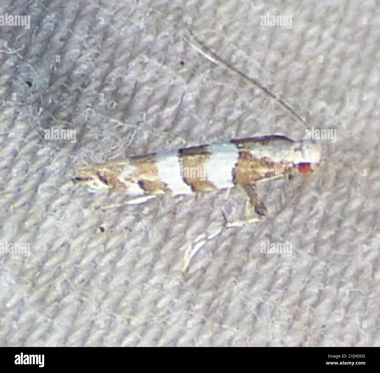 Leaf Blotch Miner Moths (Gracillariidae Stock Photo - Alamy