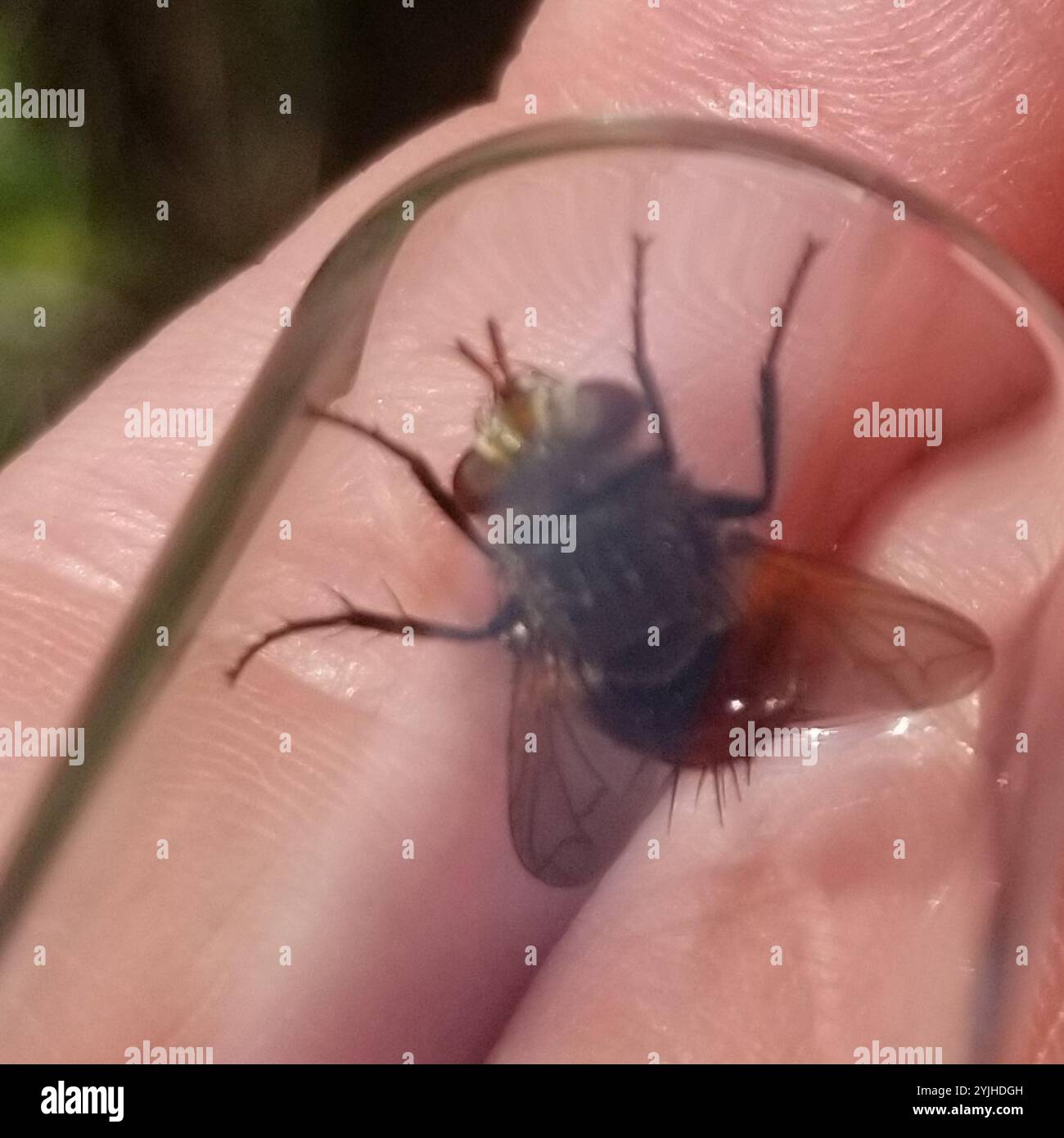 Hornworm Tachinid Fly (Archytas apicifer Stock Photo - Alamy